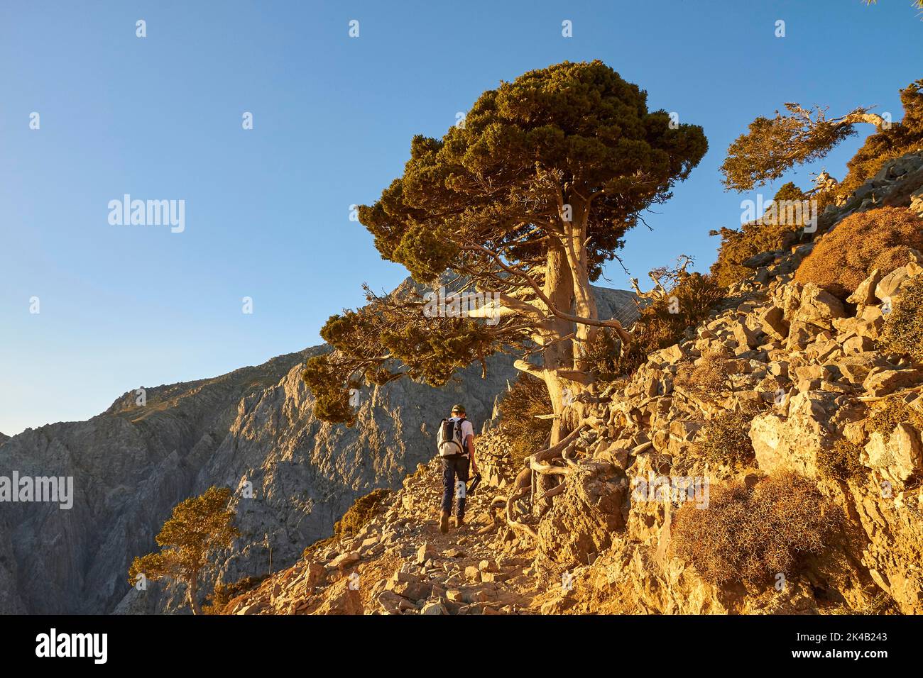 Hiking trail, tree, hiker from behind, Gingilos, hiking on the Gingilos ...