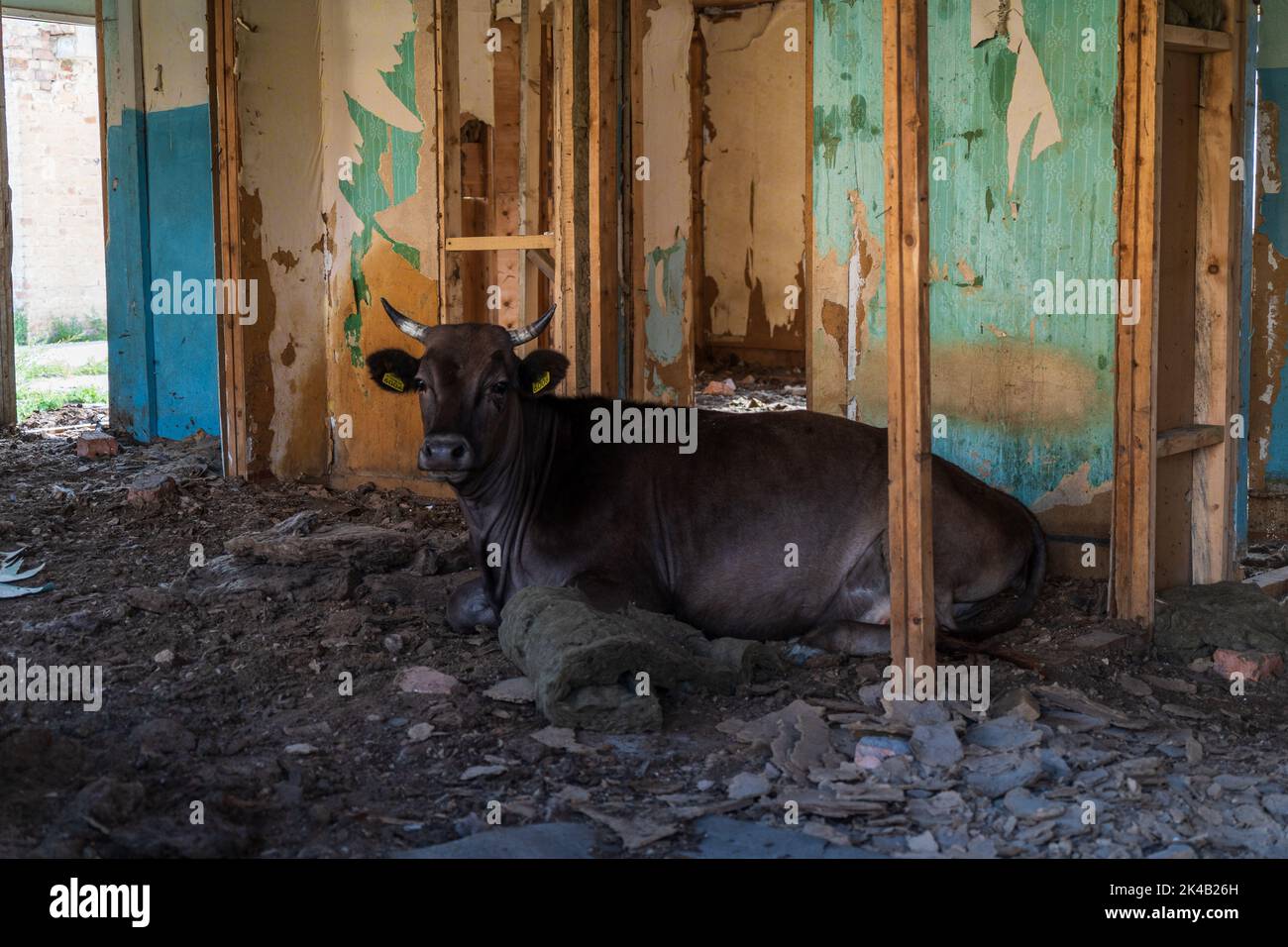 Cow inside abandoned building in Enilchek ghost mining town, Kyrgyzstan ...