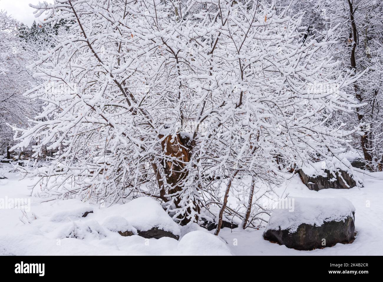 Snow capped tree at Oak Creek Canyon in Sedona, Arizona, United States ...