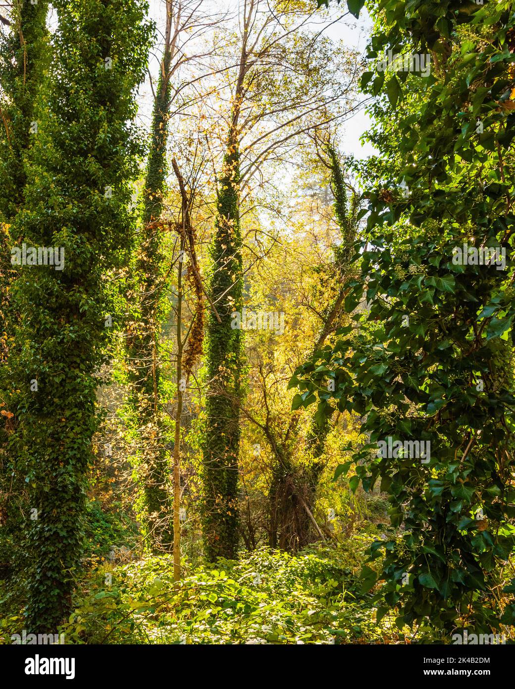 Lush forest at Oak Creek Canyon in Sedona, Arizona, United States Stock ...