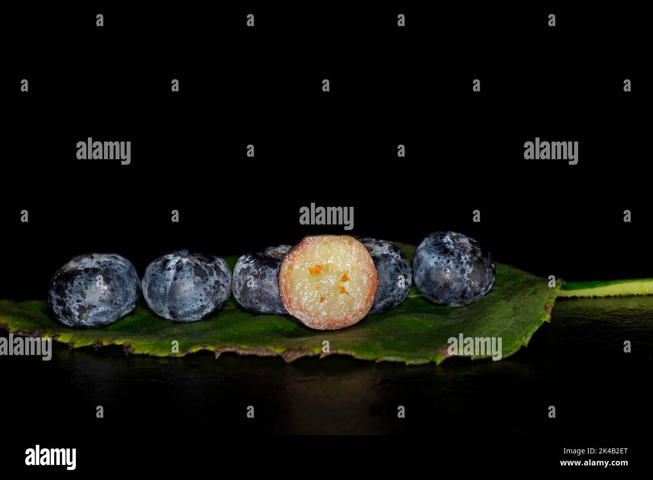 The european blueberry (Vaccinium myrtillus), also called blueberry ...