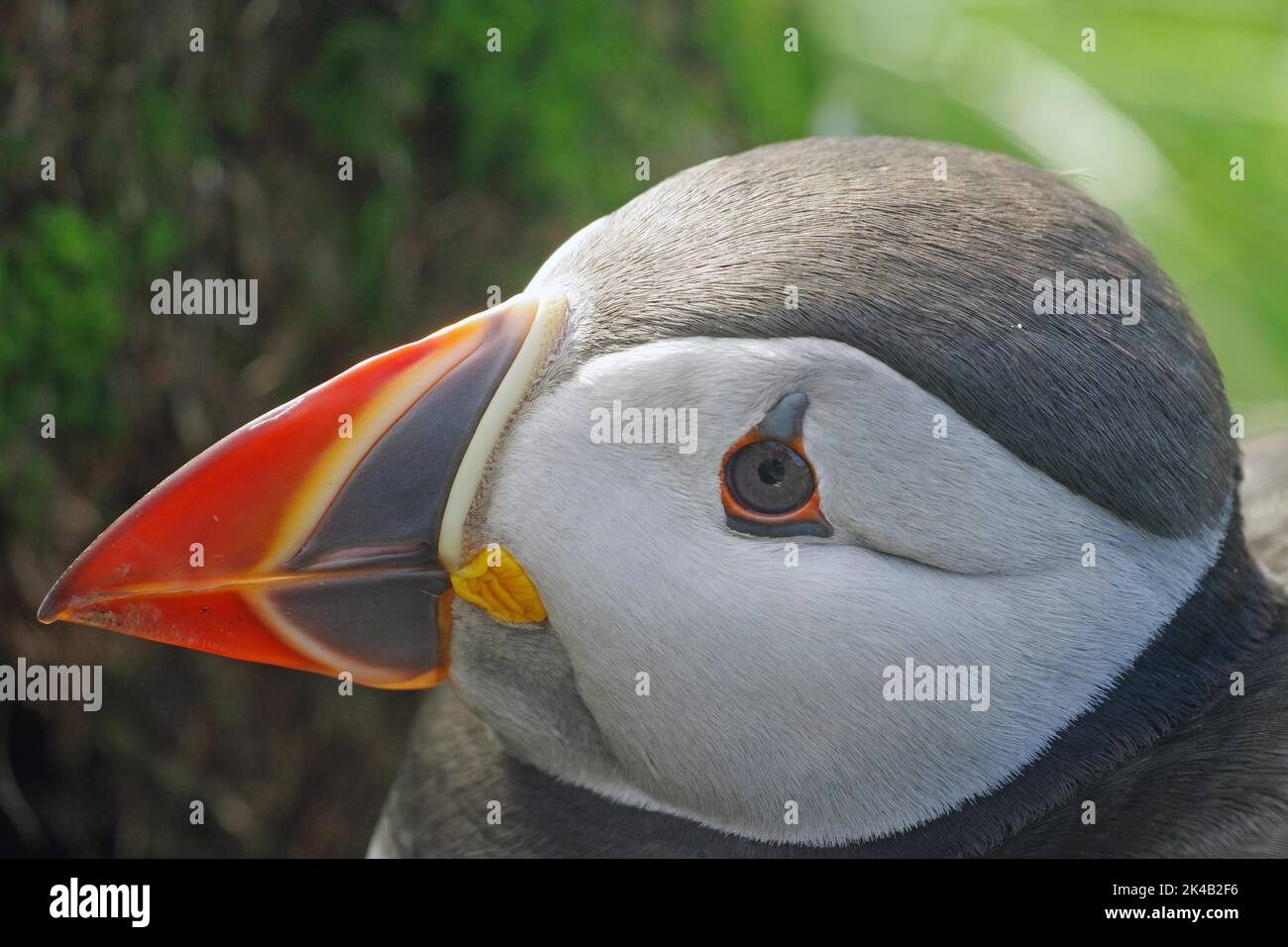 Puffin head hi-res stock photography and images - Alamy