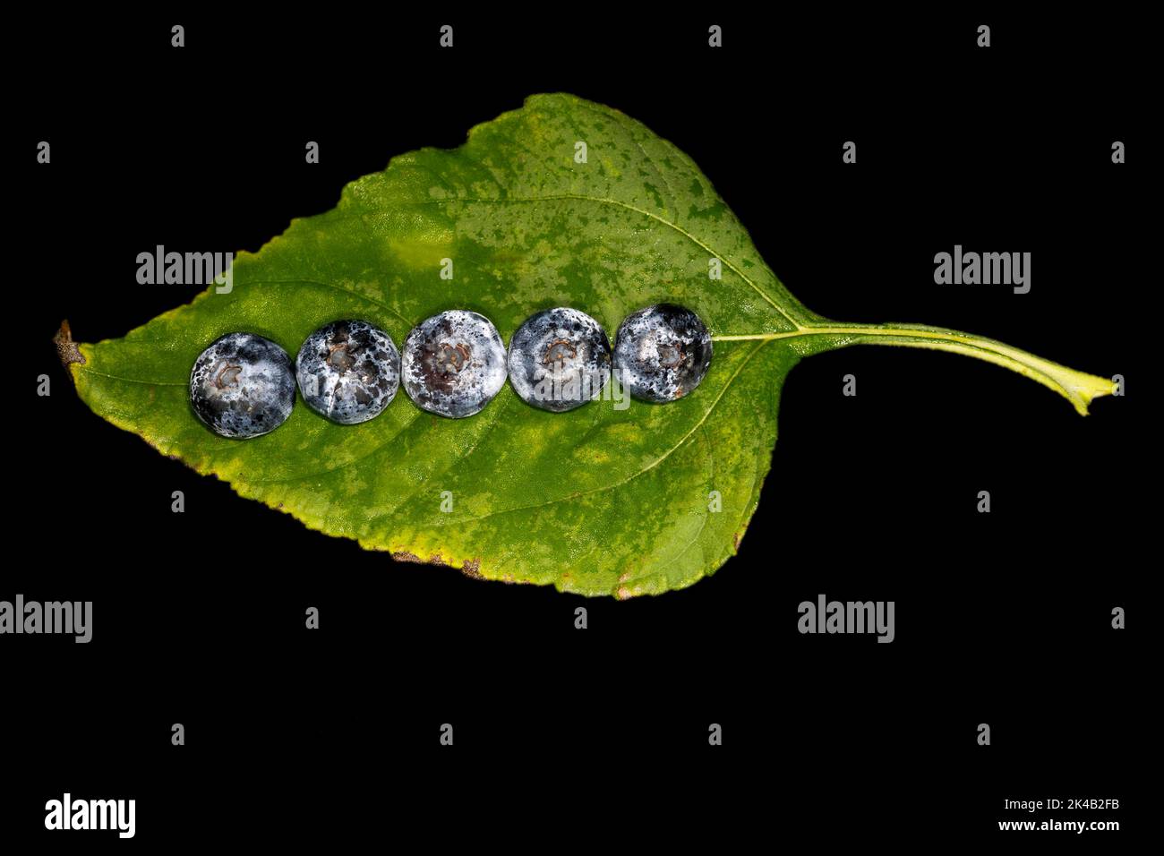 The european blueberry (Vaccinium myrtillus), also called blueberry ...