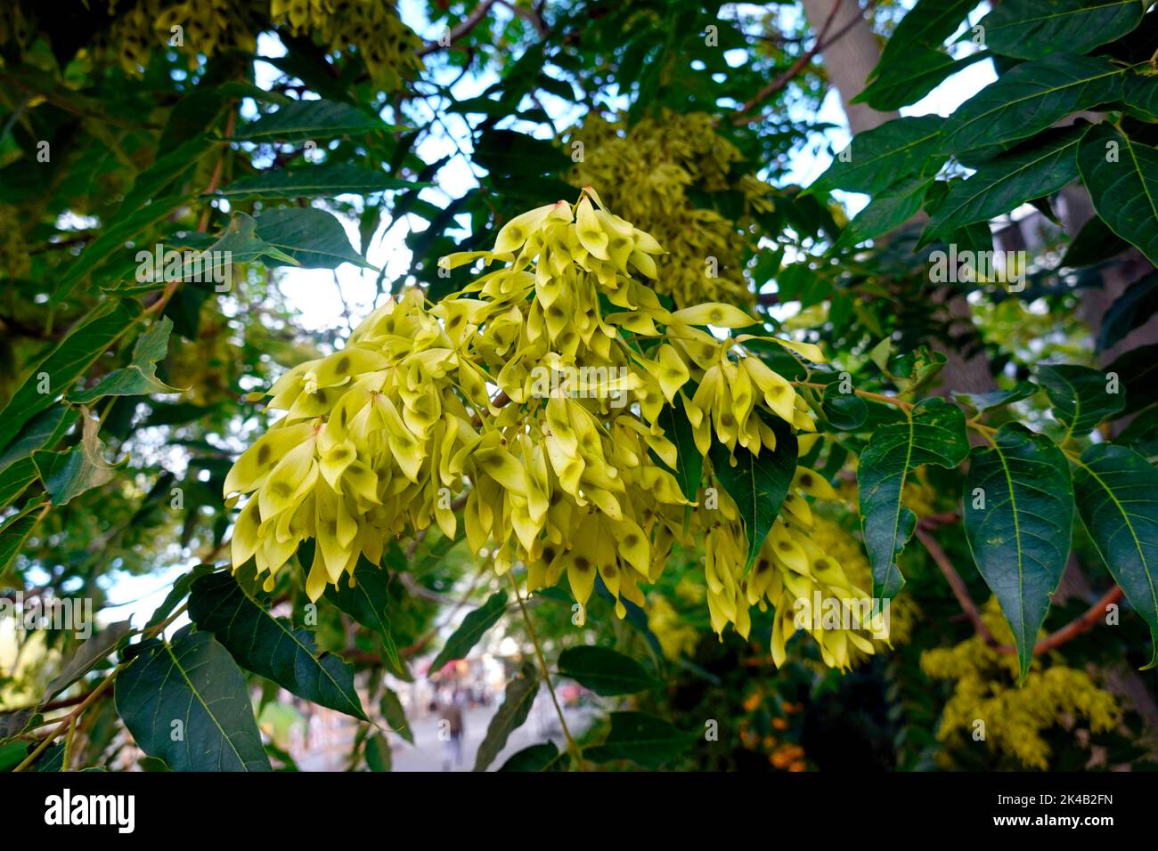 Unripe fruits of the god tree of heaven (Ailanthus altissima), Berlin ...
