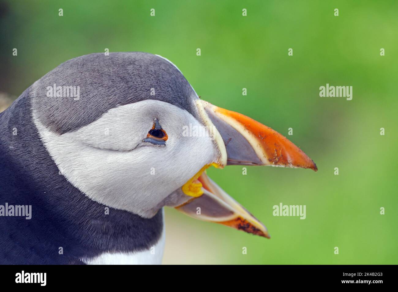Puffin head with open beak, Hornoya, Vardoe. Finnmark, Norway Stock ...