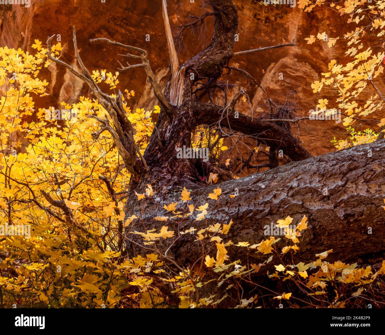 Uprooted tree surrounded by yellow leaves at Oak Creek Canyon in Sedona ...