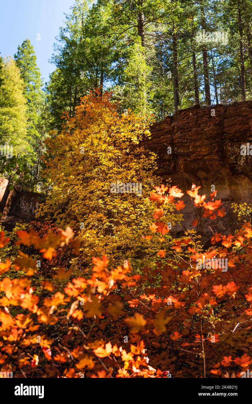 View of the forest and rocks colorful with autumn leaves at Oak Creek ...