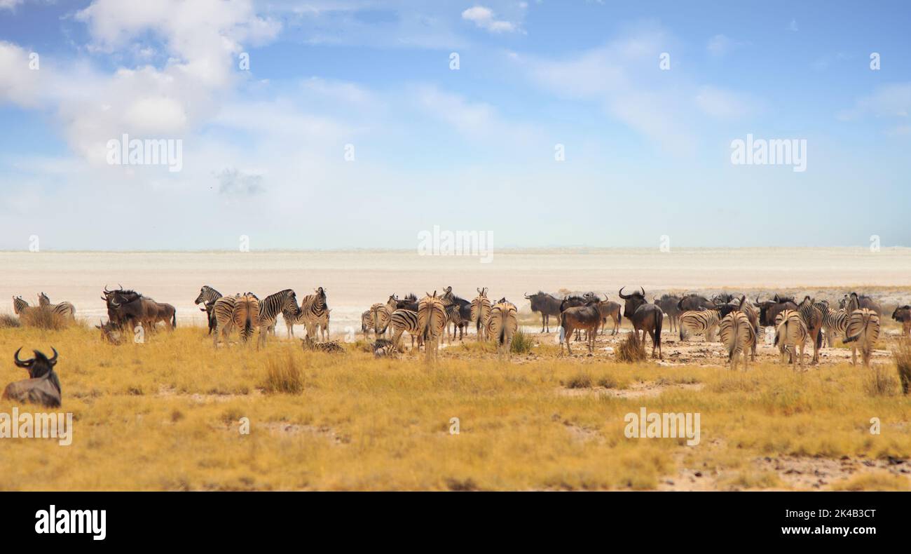 Panoramic view of a large herd of Zebra and Wildebeest with the Etosha ...