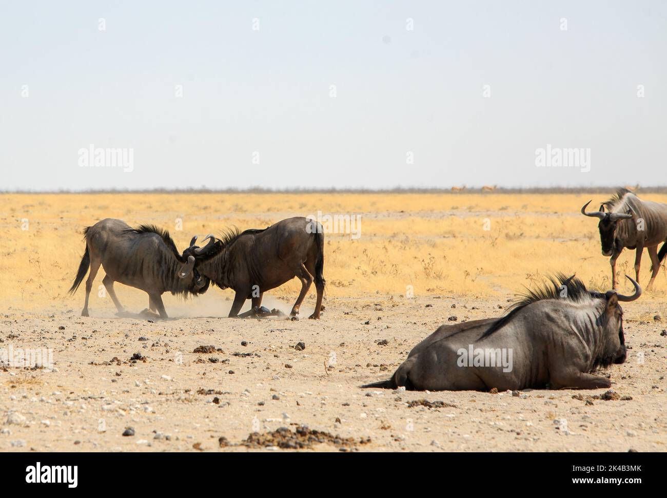 Blue Wildebeest (Connochaetes taurinus) have a fight while others walk ...