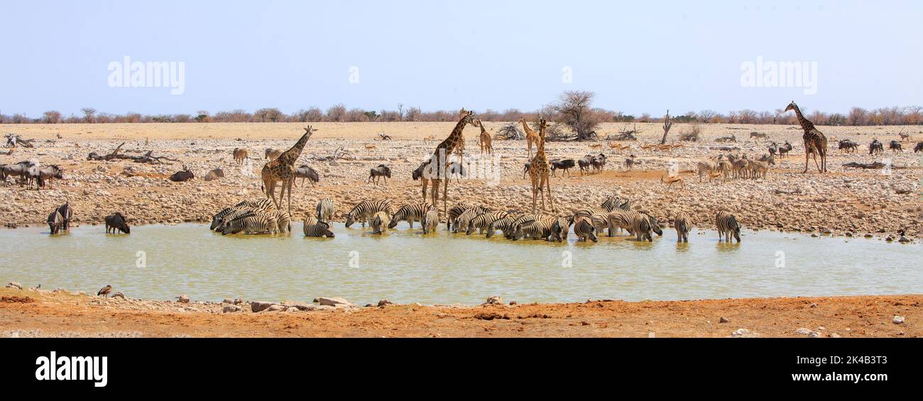 Ultra panoramic view of an amazing waterhole teeming with animals ...