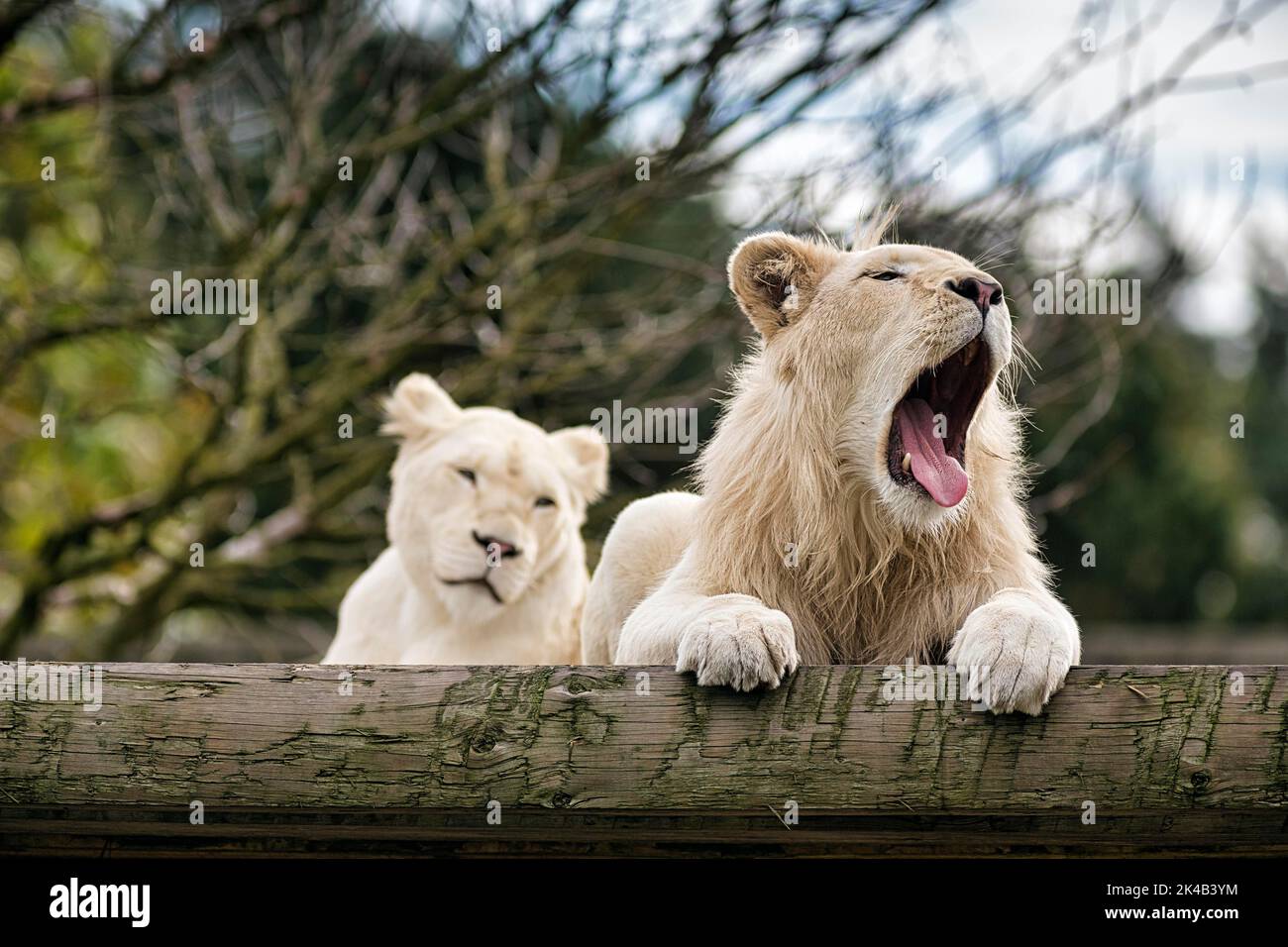 Colour mutation of lion hi-res stock photography and images - Alamy
