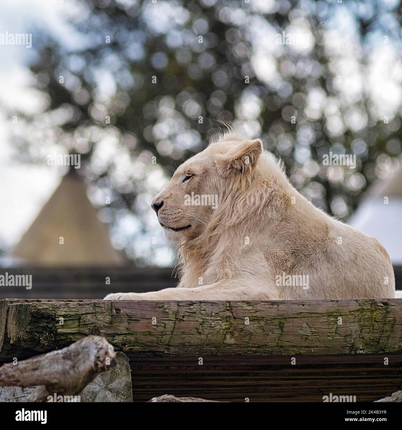 White lion (Panthera leo), male in profile, resting, colour mutation ...