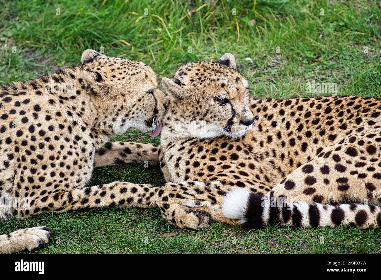 Two cheetahs (Acinonyx jubatus) in the grass, resting, cuddling ...