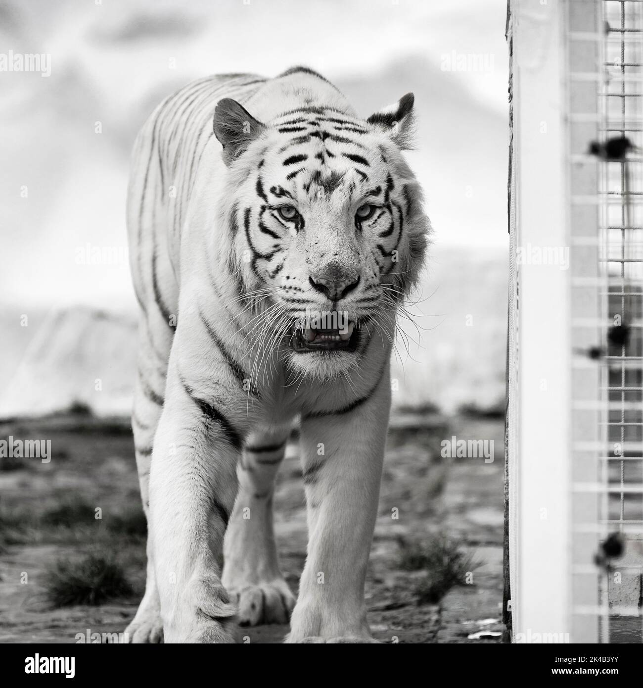 White tiger (Panthera tigris), portrait next to cage, leucism, restless, slightly open mouth ...
