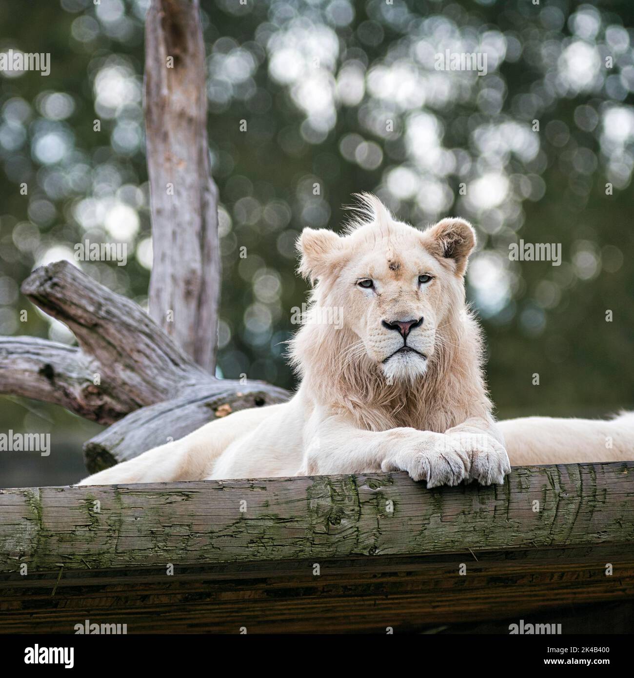 Leucistic lion hi-res stock photography and images - Alamy
