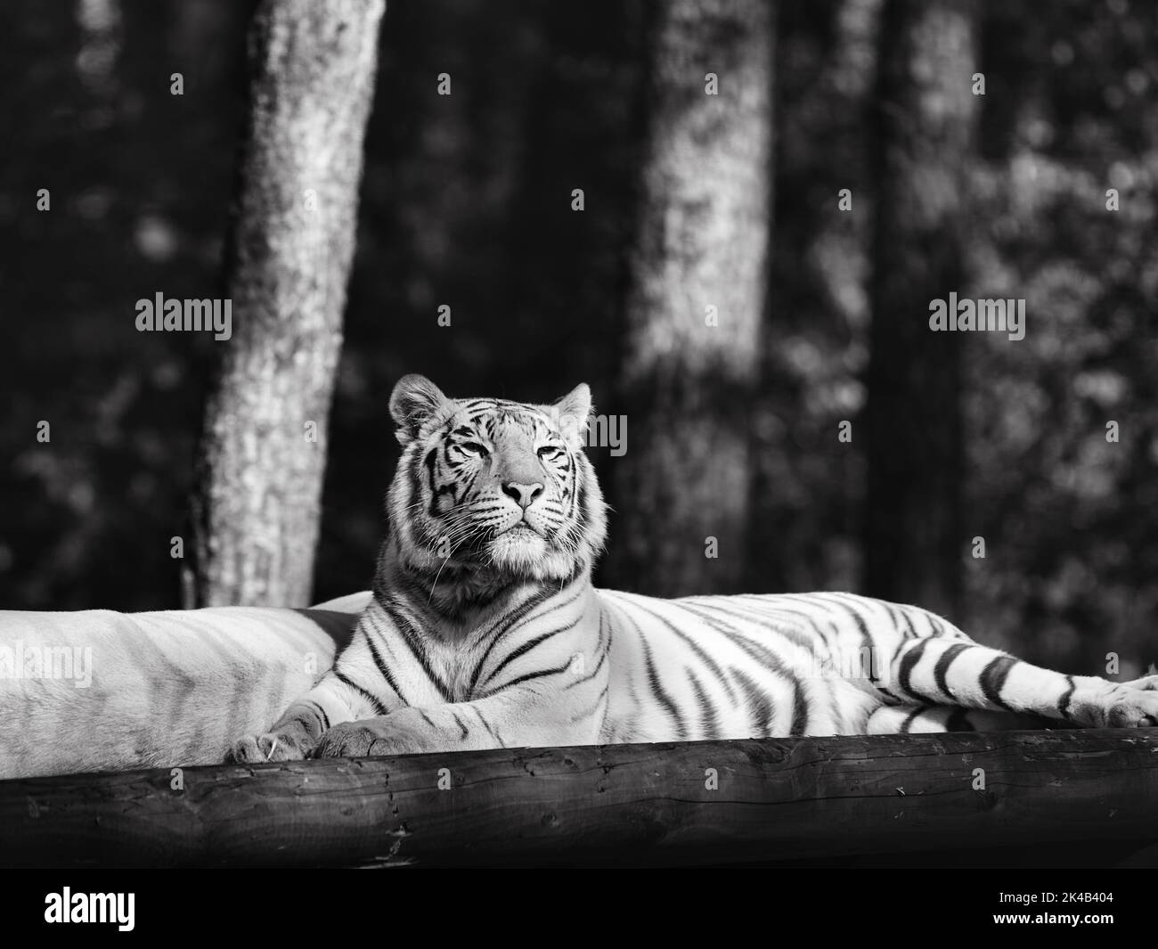 White tiger (Panthera tigris), alert, black and white photo, captive ...