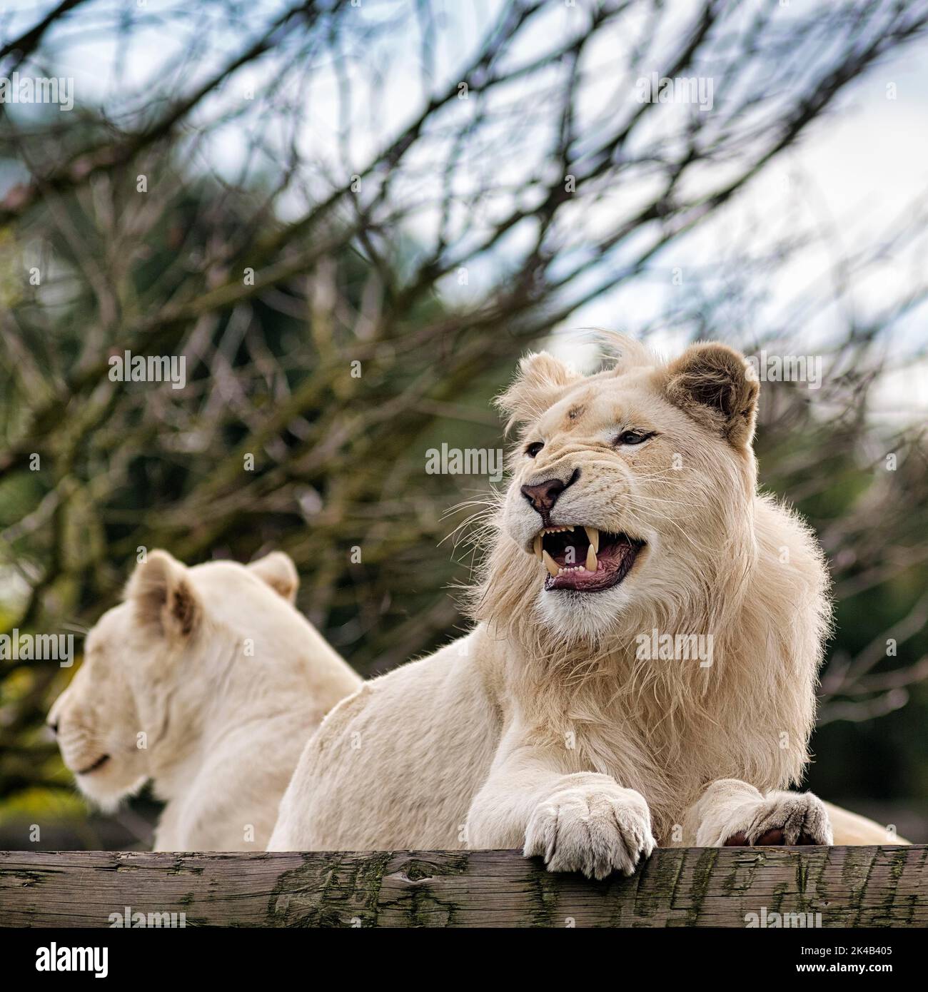 White lions (Panthera leo), pair, male pleading, colour mutation ...