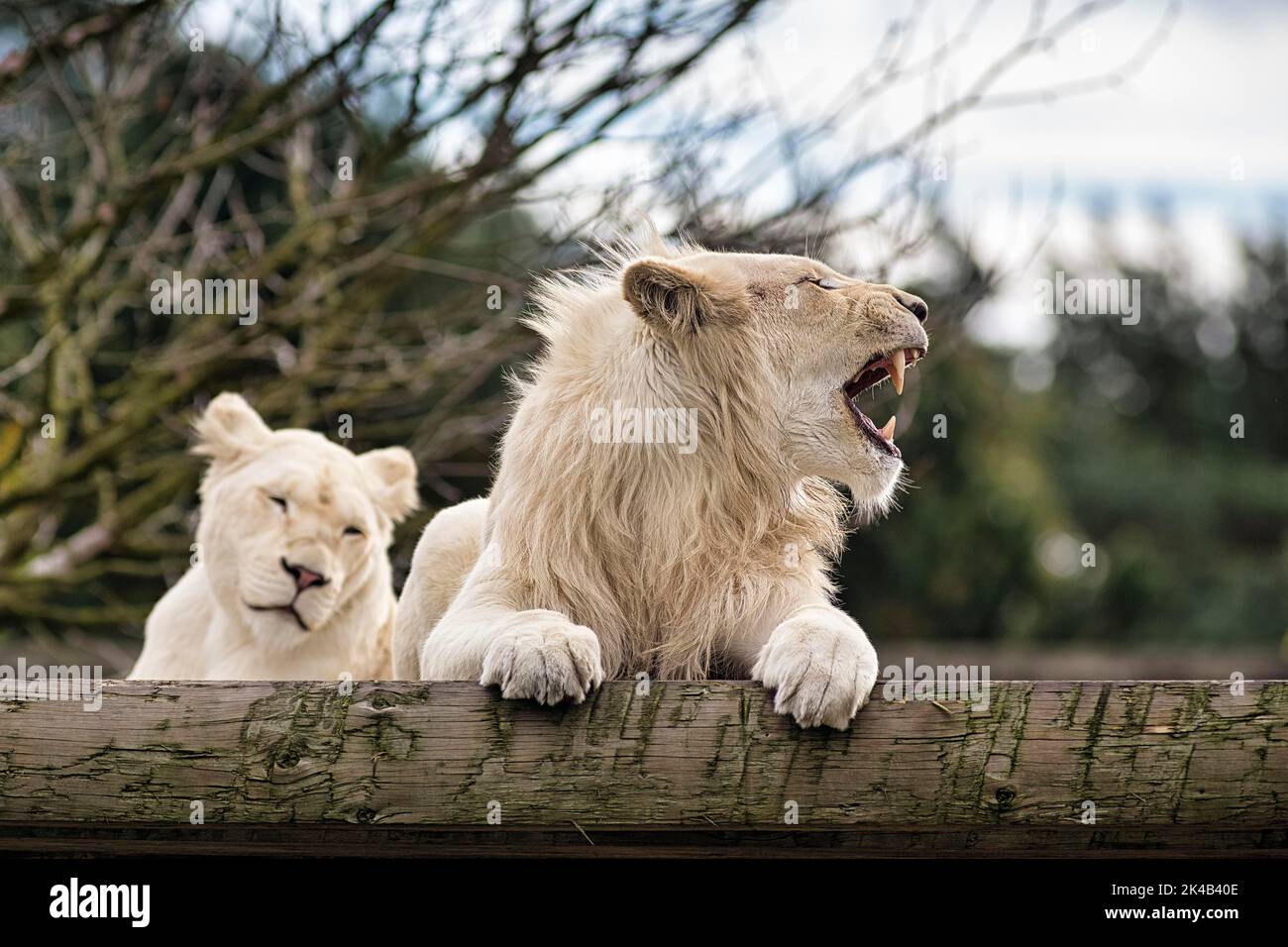 Colour mutation of lion hi-res stock photography and images - Alamy