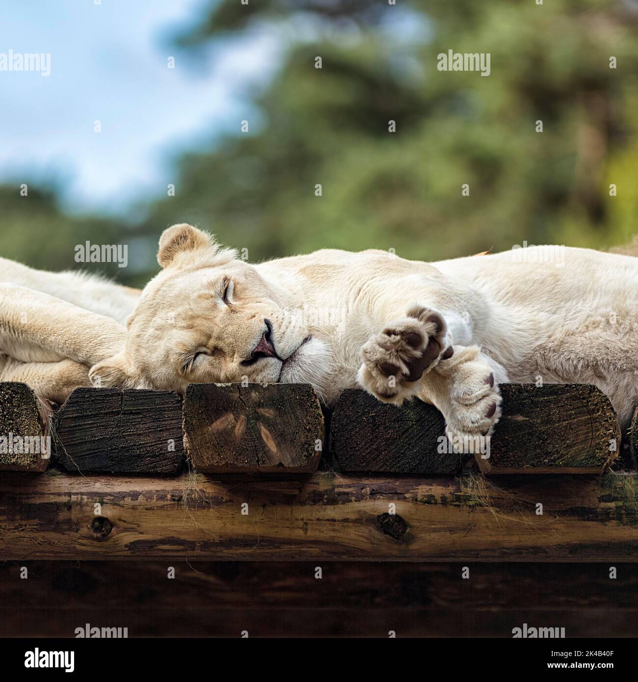 White lion (Panthera leo) resting, colour mutation, leucism, captive ...