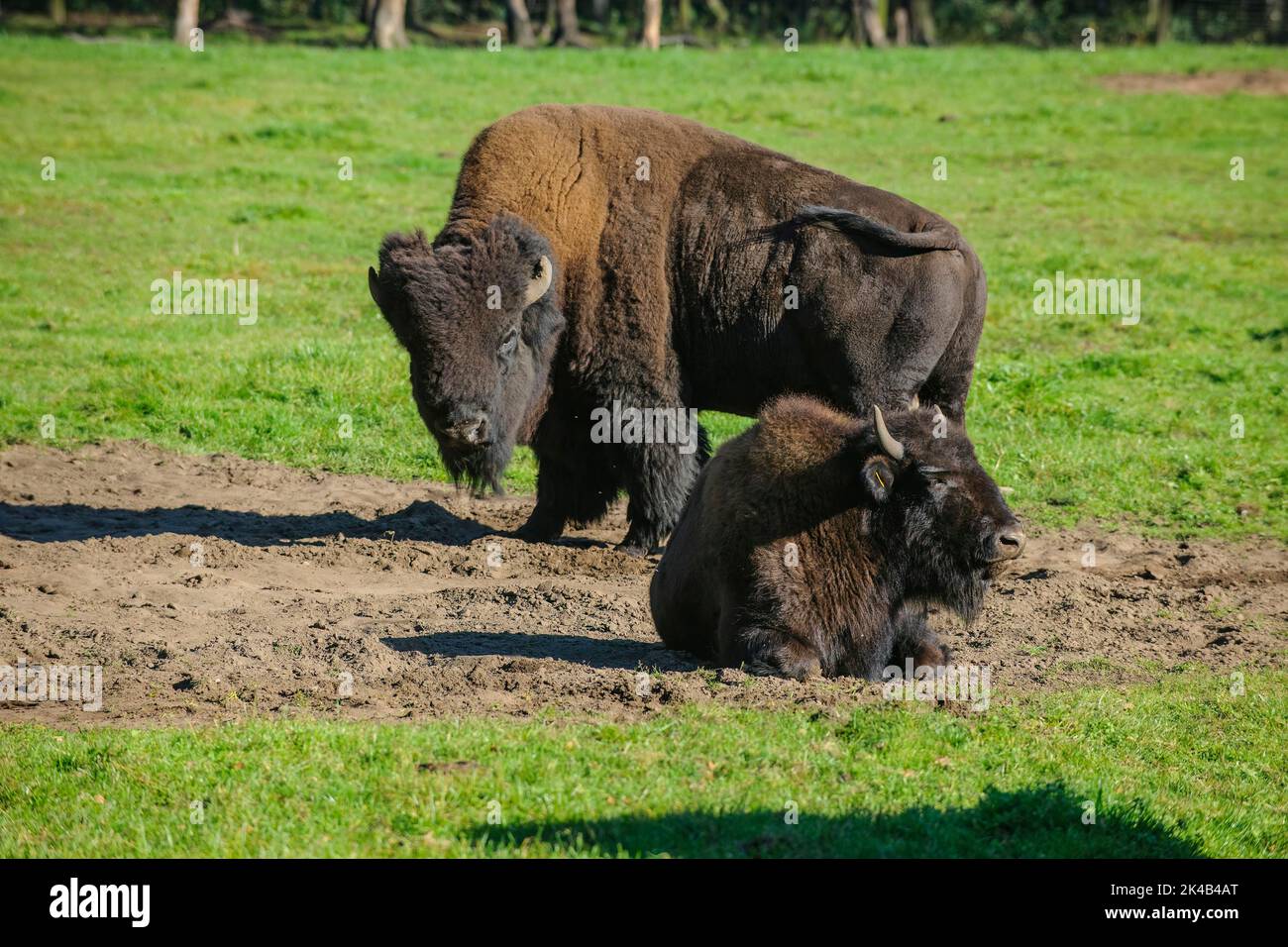 Bison European bison (Bos bonasus) observing young, outdoor enclosure ...