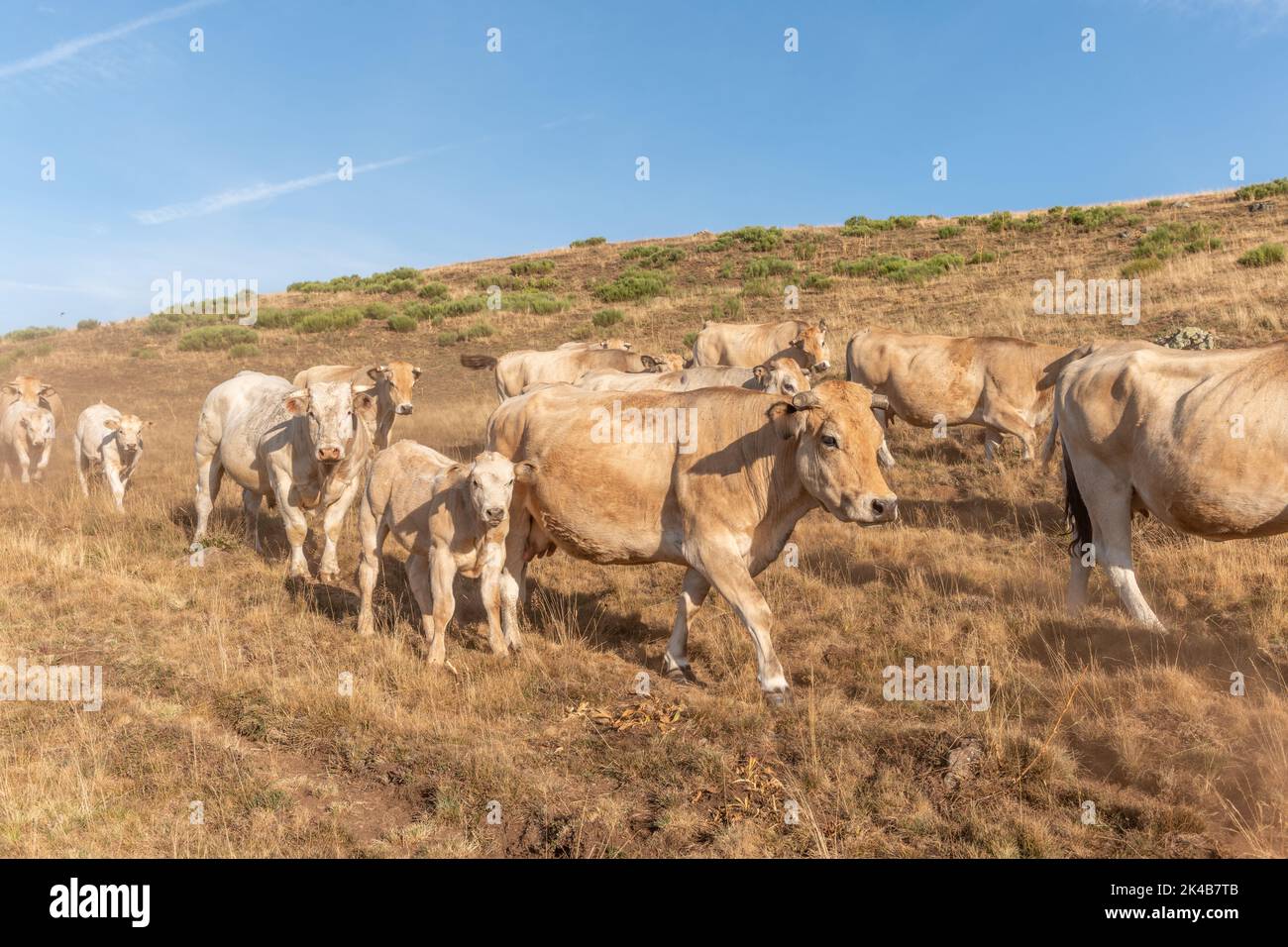 Aubrac cows walking in the dust in a dry pasture in summer. Aubrac ...