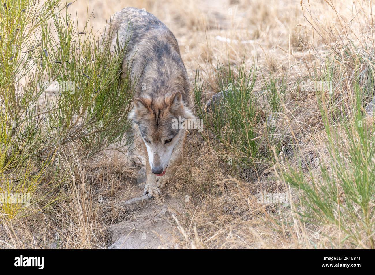 Mongolian wolf (Canis lupus chanco) in Gevaudan Park. Marvejols ...