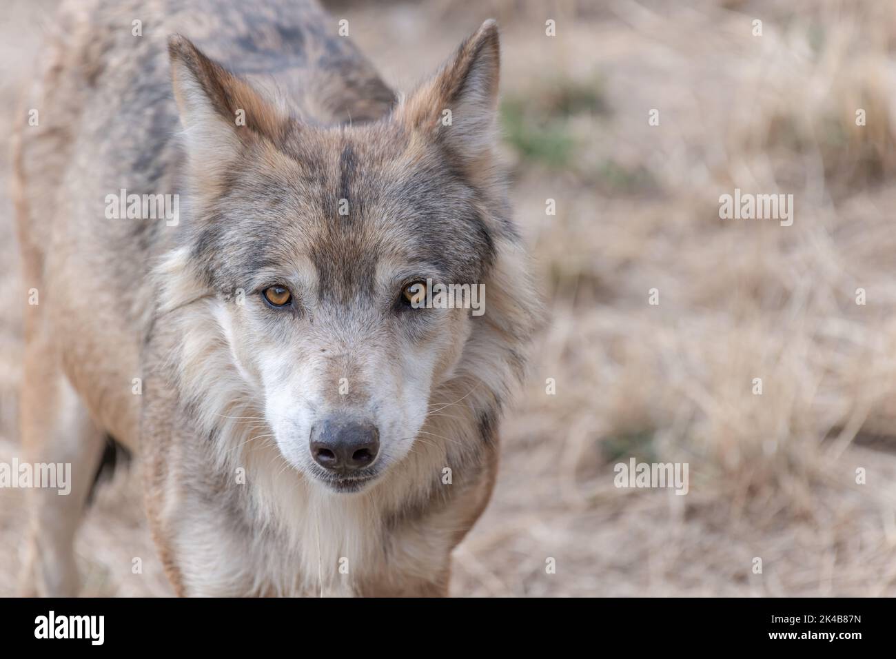 Portrait of a Mongolian wolf (Canis lupus chanco) in Gevaudan Park ...