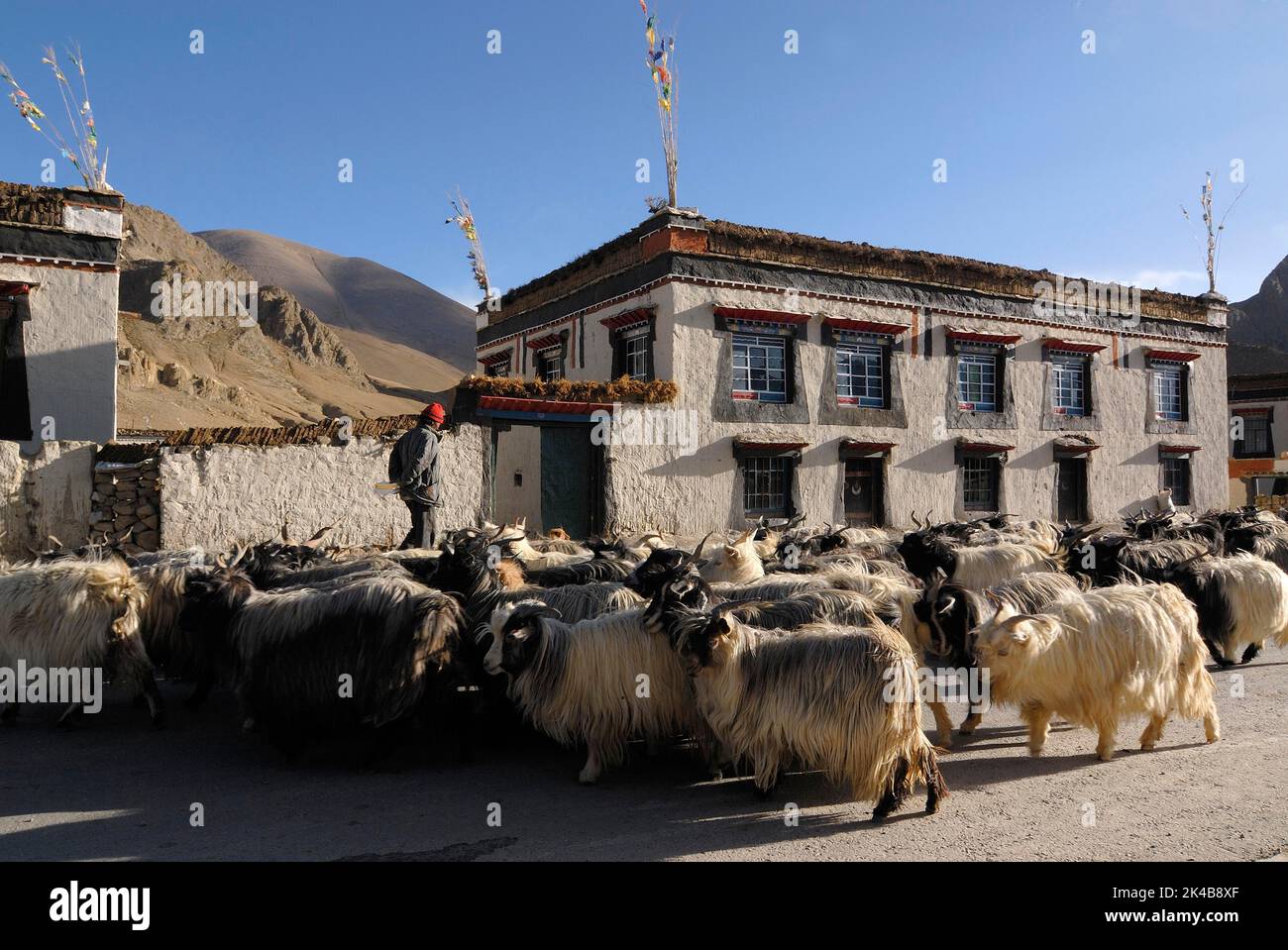 China sheep farming hi-res stock photography and images - Alamy