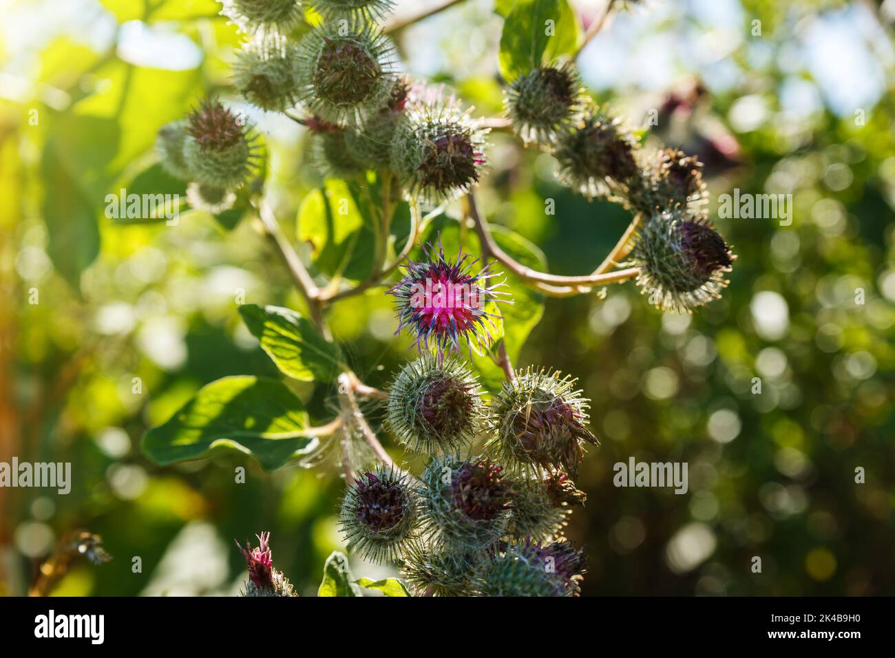 Arctium lappa commonly called greater burdock. Blooming burdock flowers ...