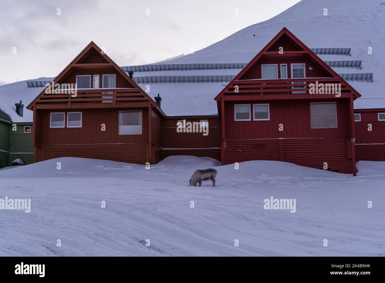 Reindeer in front of colourful residential houses on stilts on a cold ...