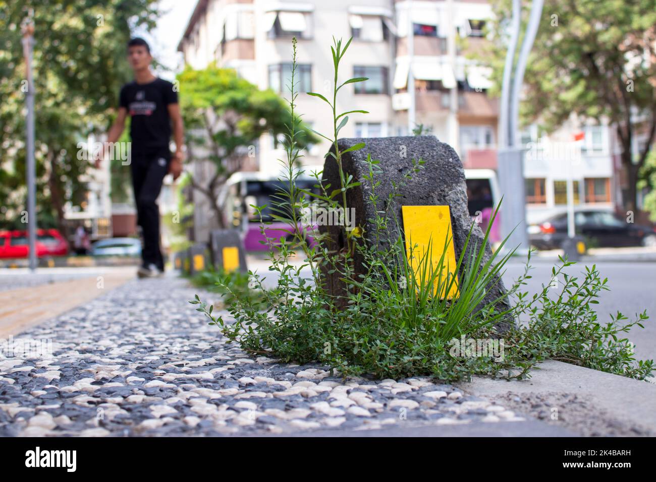 Grass sprouting on the pavement in the city. Urban street in the ...