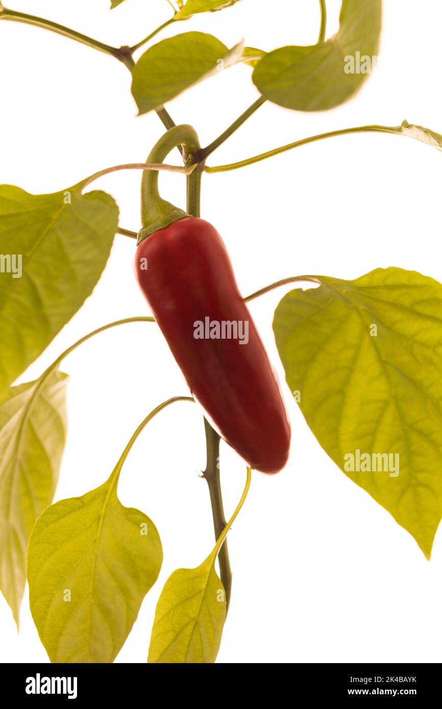 Kapiya pepper grown at home. It is located on a white background. Close ...
