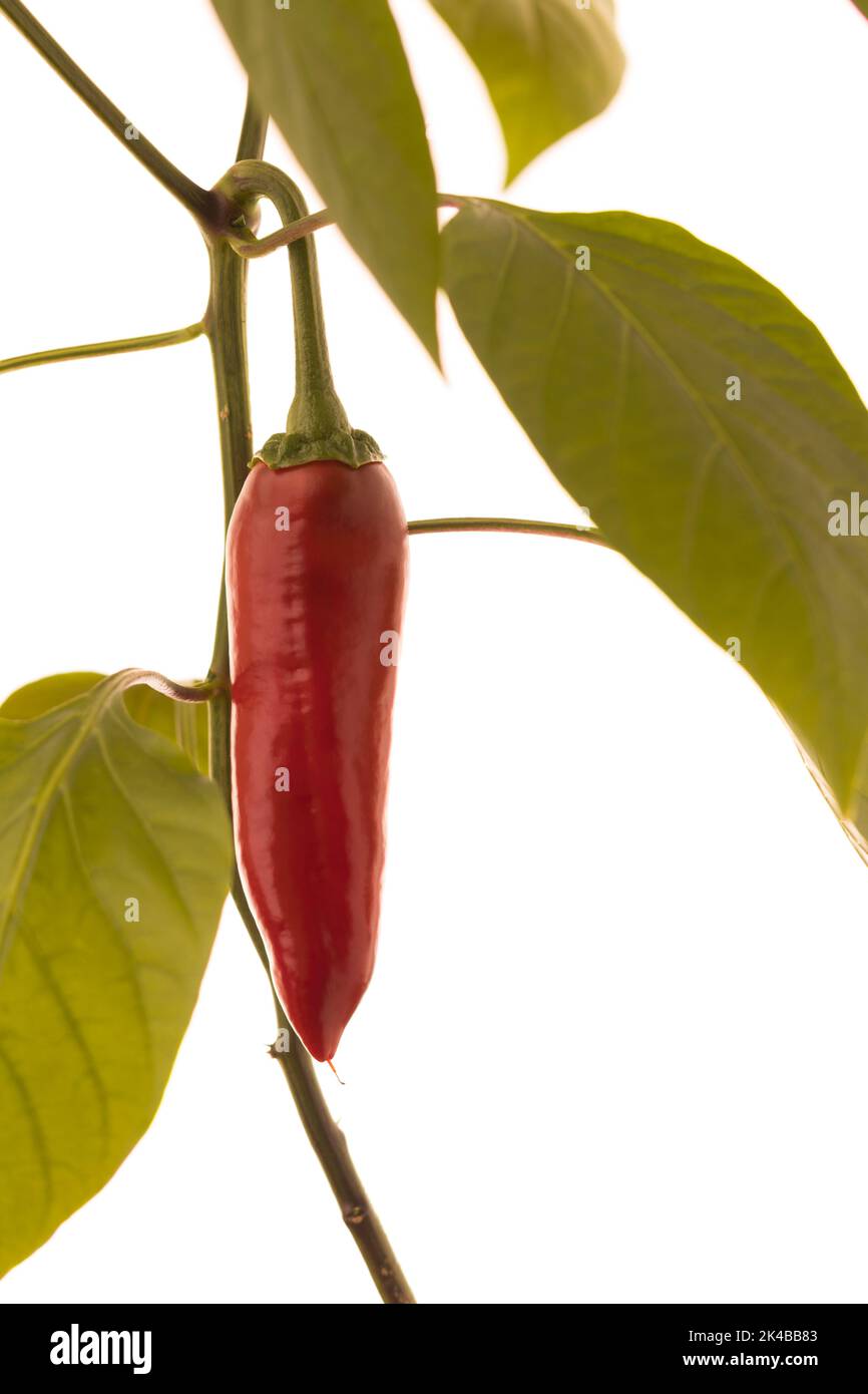 Kapiya pepper grown at home. It is located on a white background. Close ...