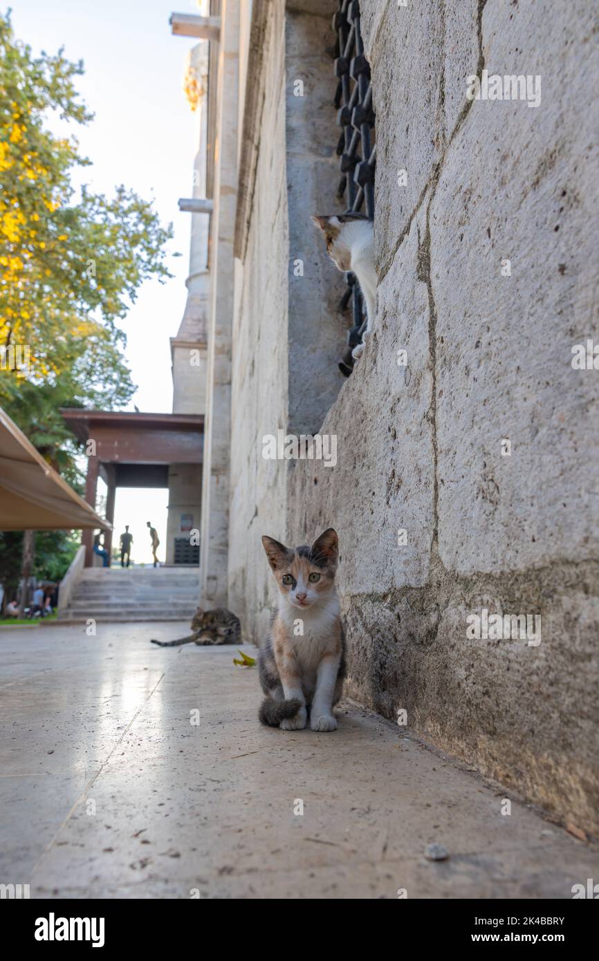 Stray cats in the garden of a mosque in Istanbul. Turkish culture ...