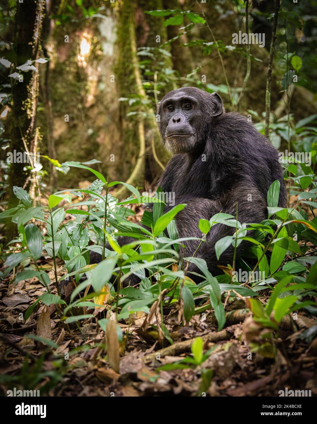 Chimpanzee, Kibale, Uganda Stock Photo - Alamy