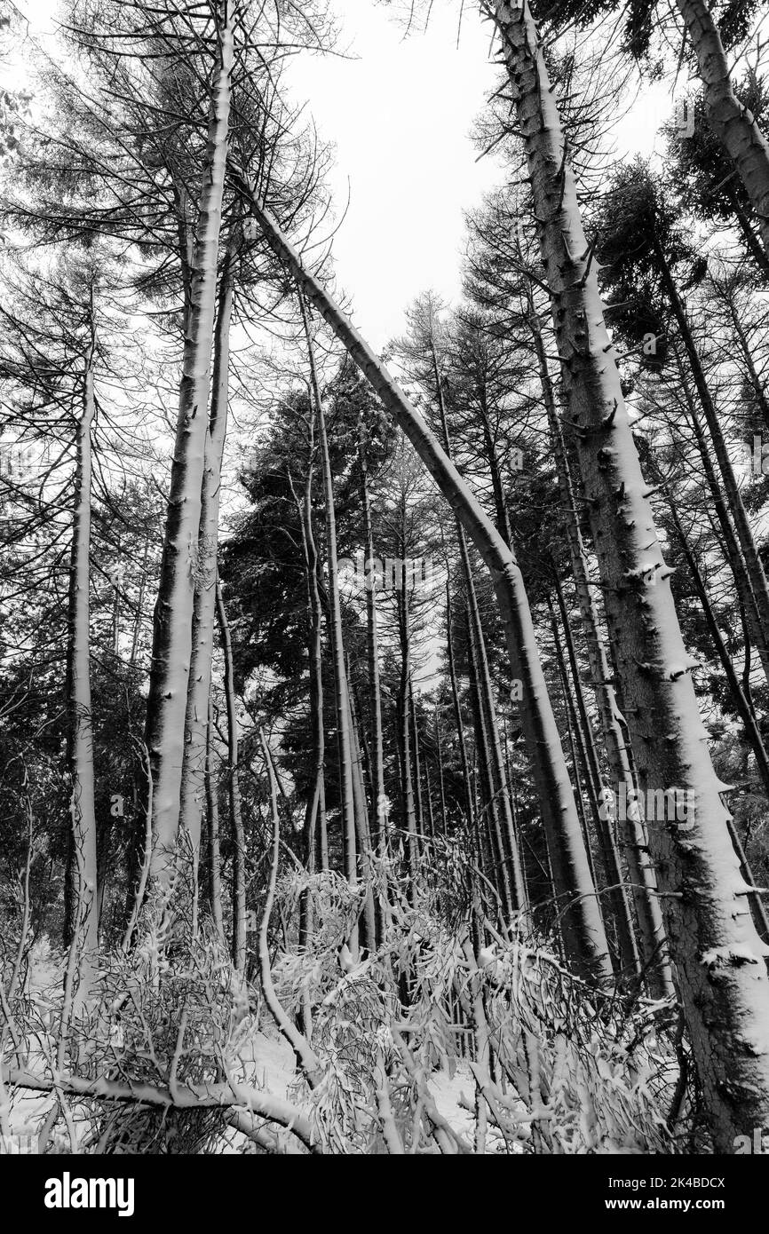 Trees half covered by snow in winter with one of them broken in half ...