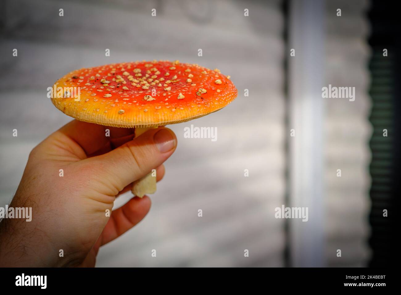 Funny cartoon mushroom face hi-res stock photography and images - Alamy