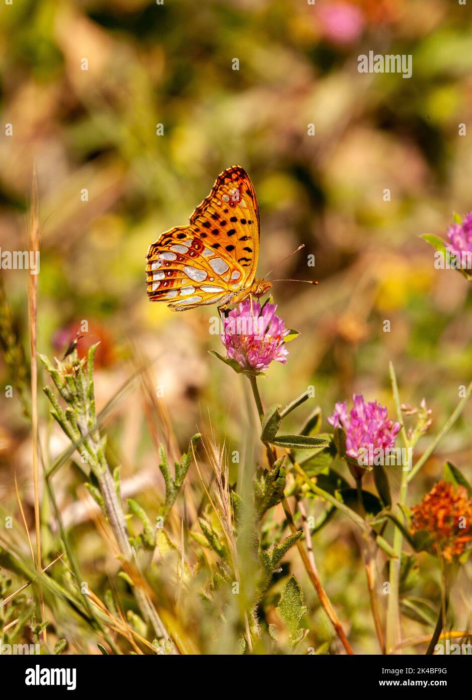 Queen of Spain Fritillary butterfly Issoria lathonia in the Spanish ...
