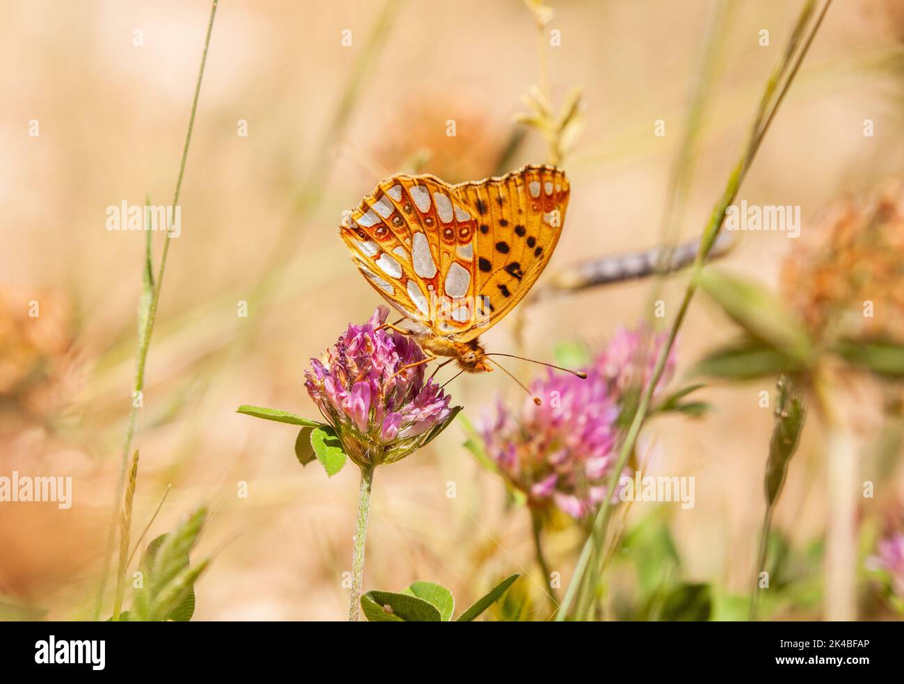 Queen of Spain Fritillary butterfly Issoria lathonia in the Spanish ...