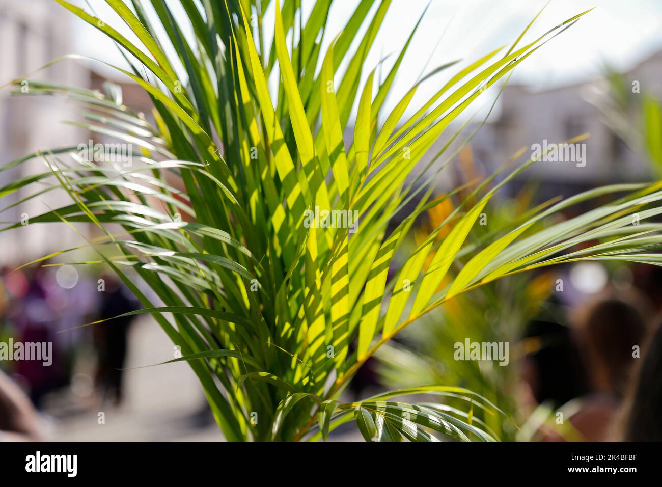 Holy Week. Traditional Catholic celebration Palm Sunday. Christian faith. Religious symbol Stock ...
