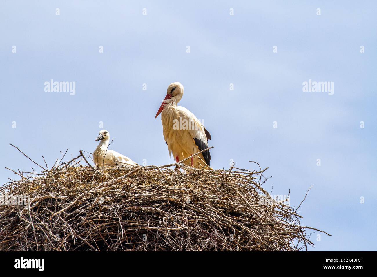 Storks on nest hi-res stock photography and images - Alamy