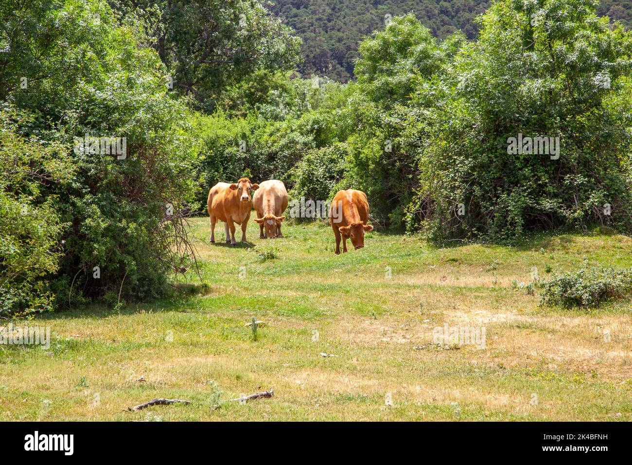 Grazinat roadsideg hi-res stock photography and images - Alamy