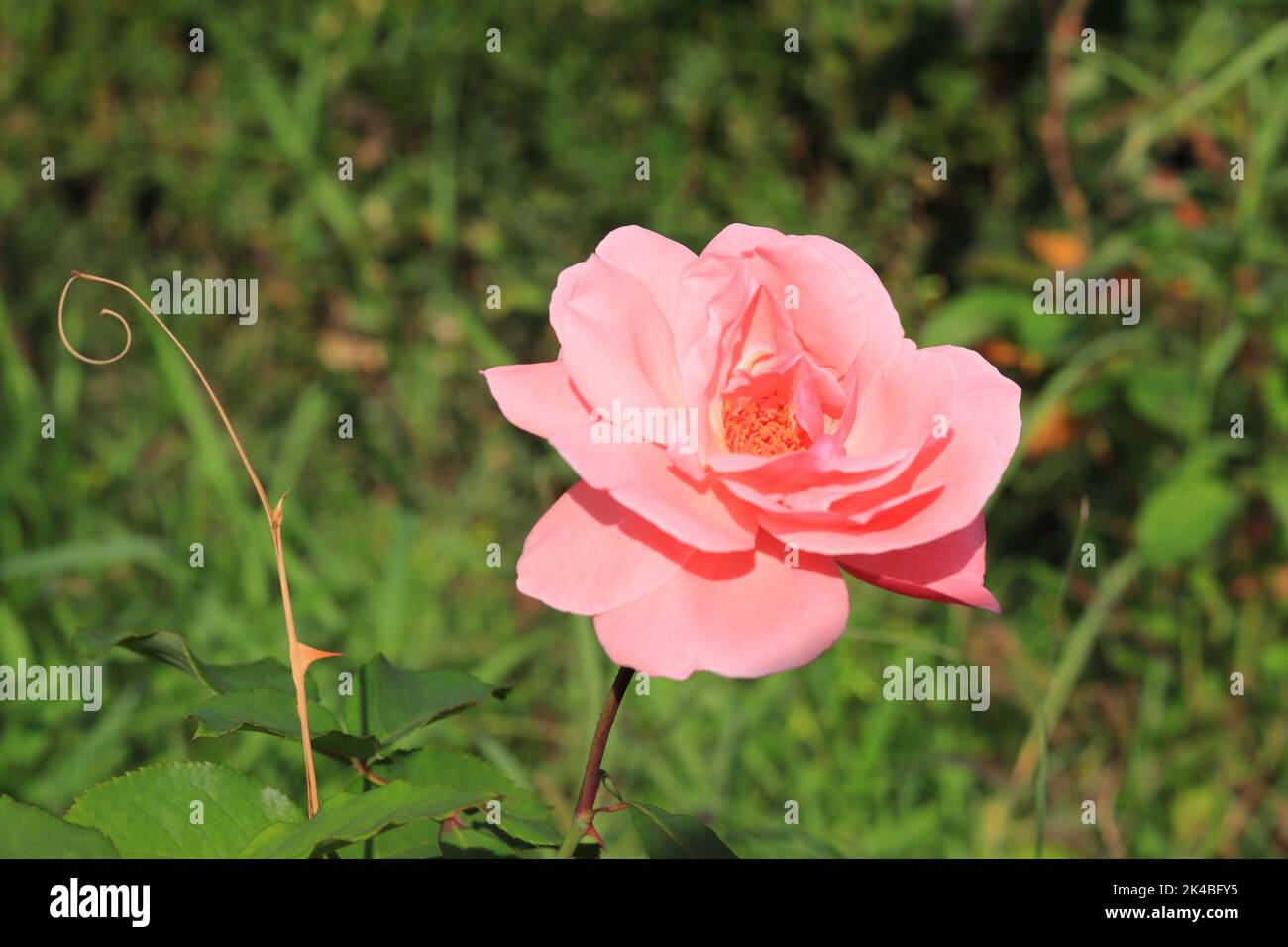 Close up Beautiful pink rose in the back on the blurred background. An ...