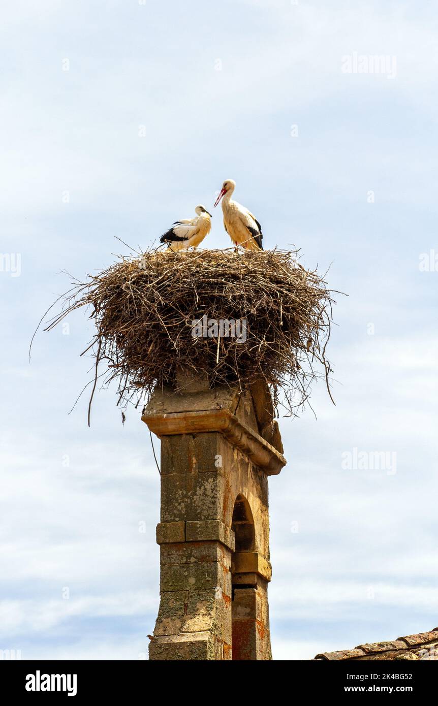 Storks Ciconia ciconia on their nest on the top of a church bell tower ...