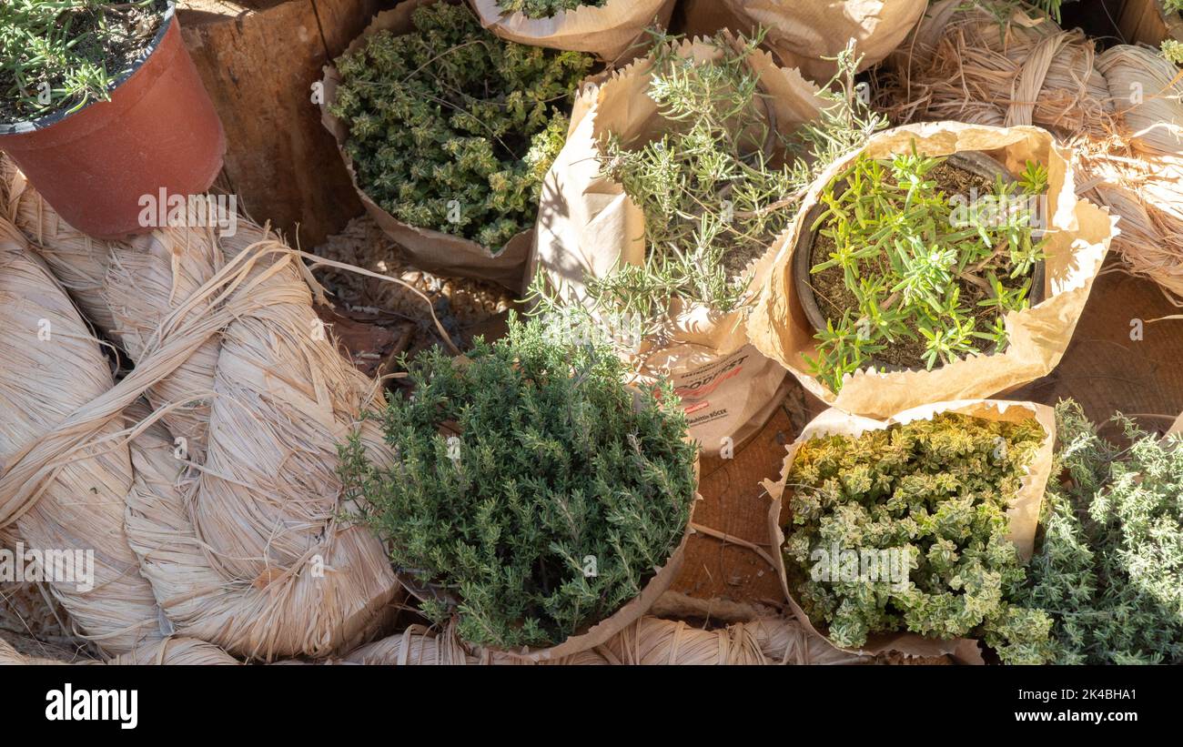 Seedlings with trees, shrubs and flowers, gardening Stock Photo - Alamy