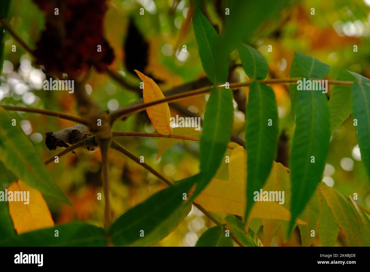 Red, orange, yellow and green sumac leaves. Autumn coloration of Rhus ...
