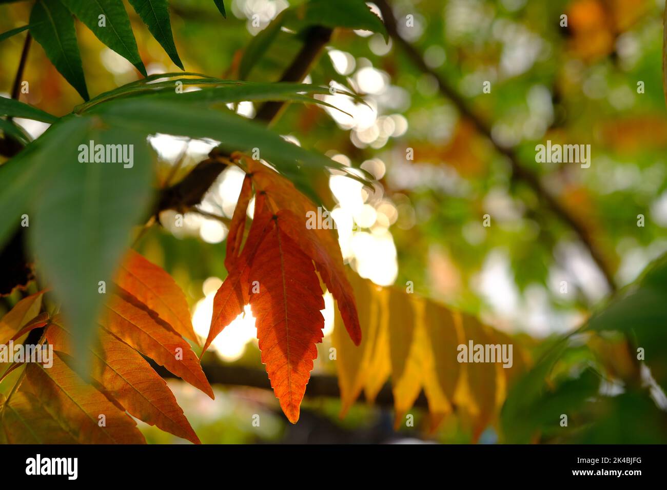 Red, orange, yellow and green sumac leaves. Autumn coloration of Rhus ...