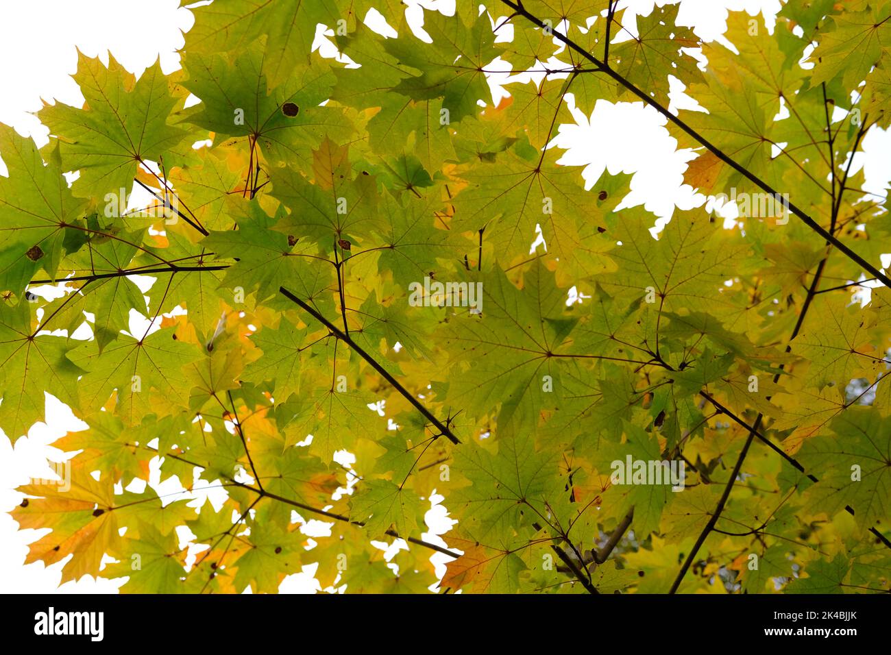 Autumn background landscape. Yellow color tree, yellow green orange ...