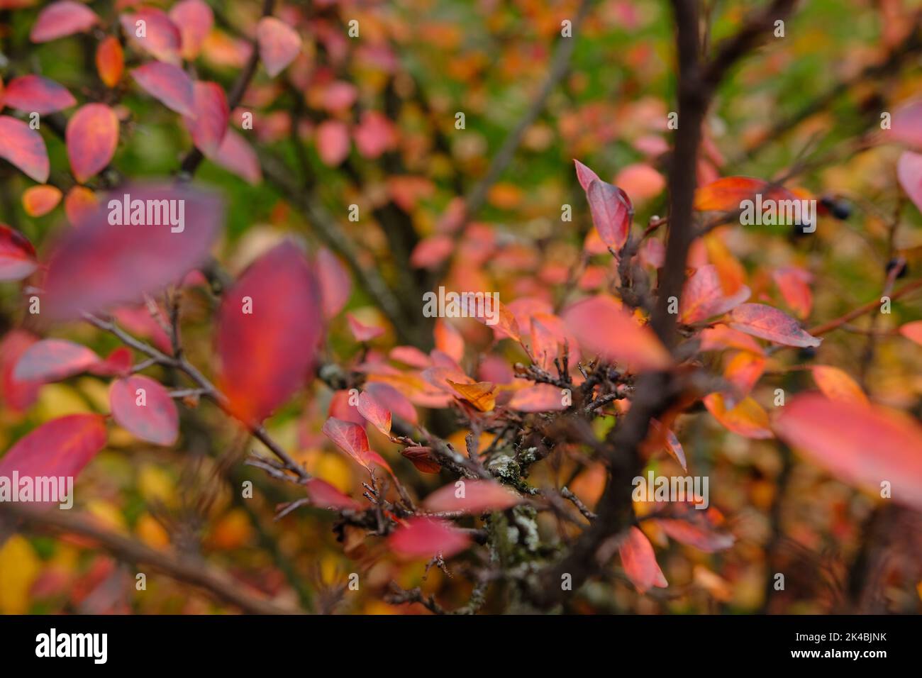 Berries red leaves yellow cotoneaster hi-res stock photography and ...