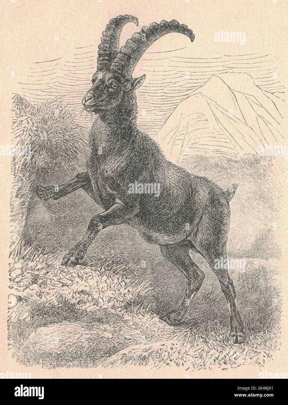 Antique engraved illustration of the ibex. Vintage illustration of the ...